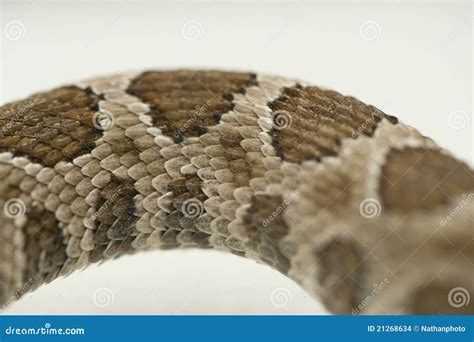 Scales Of A Rattlesnake Stock Photo Image Of Serpent 21268634