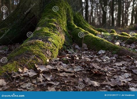 The Trunk And Ground Roots Of A Big Old Tree In The Forest Stock Image