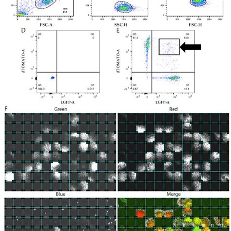 List Of Crispr Cas9 Mediated Single Cell Isogenic Patient Derived Ipsc