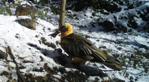 ფოტომახემ ლაგოდეხის დაცულ ტერიტორიებზე ბატკანძერი გადაიღო Knews Ge