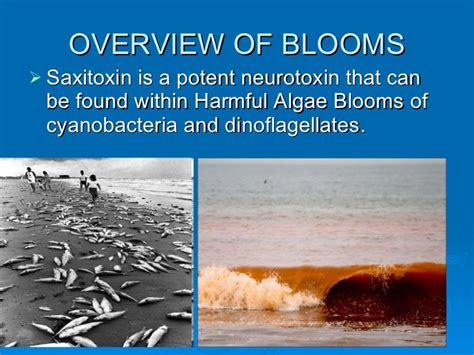 Transfer Of Potential Pseudomonas Stutzeri Genes