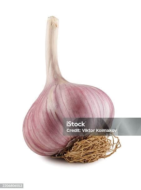 마늘 전구 절연 흰색 배경에 마늘 전구 클리핑 경로가 있는 껍질을 벗기지 않은 마늘 구근 0명에 대한 스톡 사진 및 기타 이미지 Istock