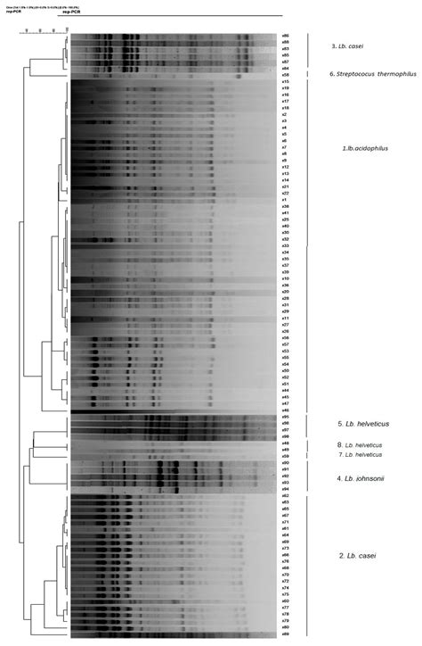 Probiotic Lactobacilli In Fermented Dairy Products Selective Detection Enumeration And
