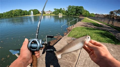Fishing For Urban Giants With Huge Swimbaits Urban Pond Hopping