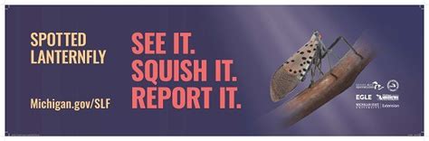 Invasive Spotted Lanternfly See It Squish It Report It Chelsea