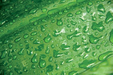 Biorenewables The Bio Based Economy And Sustainability Interface Focus