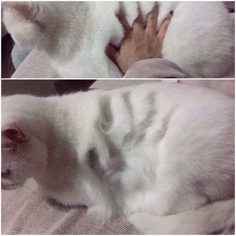 Astrids New Mascot Rskyrim