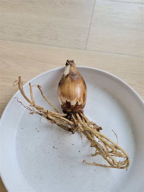 Lycoris Longituba