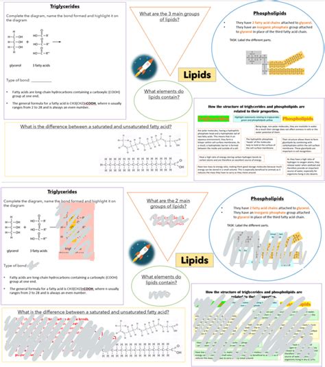 Lipids Revision Sheet AQA A Level MS Included Teaching Resources