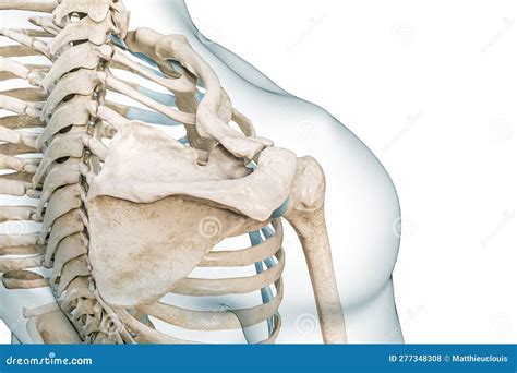 Scapula Humerus And Clavicle Bones Top View 3d Rendering Illustration