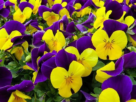 1000 Free Pansies And Pansy Photos Pixabay