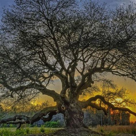 Source Daniel Natter Rjazzfusion