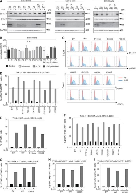 Tyk2 Independent Signaling Pathways A And B Response To Il 6 In Download Scientific Diagram