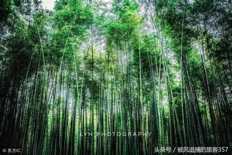 蜀南竹海翠天下 每日頭條