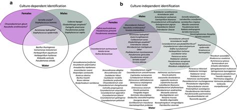 Bacteria Identified By A Culture Dependent And B Culture Independent