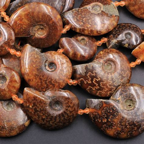 Natural Ammonite Fossil Beads Gemstone Wholesale Intrinsic Trading