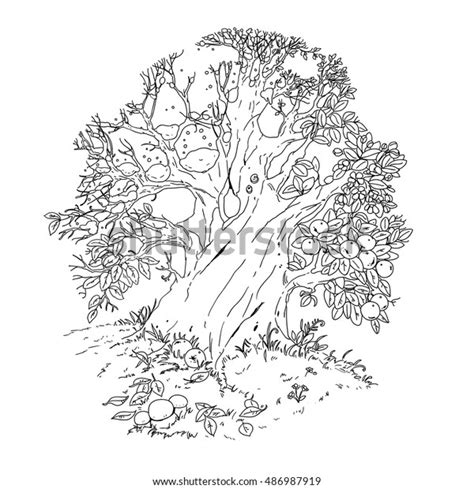 Vector Coloring Book Adult Tree Stock Vector Royalty Free Shutterstock