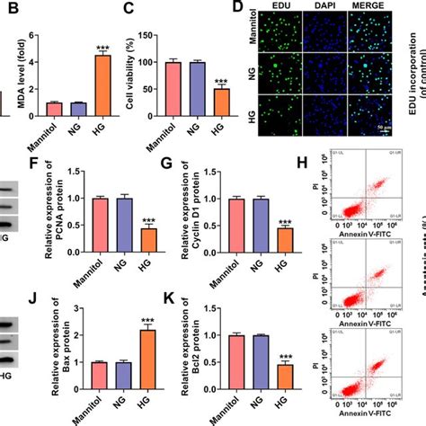 Hg Could Induce Hk 2 Cells Injury Hk 2 Cells Were Cultured Under Hg