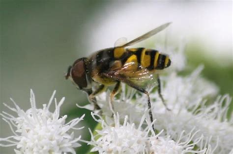 Fly 2 Eristalis Transversa Bugguide Net