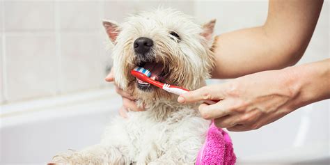 Sabes cómo cepillar los dientes a un perro y conoces los tipos de cepillos que existen