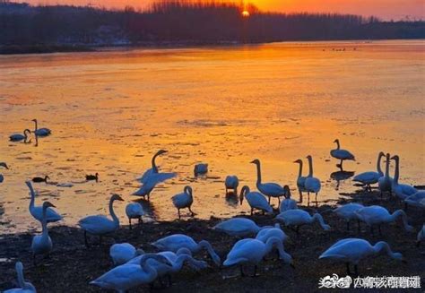 精彩旅遊三門峽天鵝湖美景 每日頭條