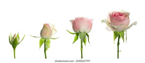 1 Thousand Different Stages Blooming Flower Royalty Free Images Stock