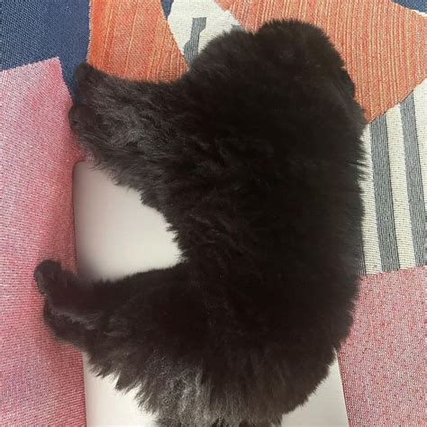 🖤; MAX
