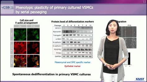 연구성과 Modulation Of Cell Phenotype By Micropatterned Groove Substrate