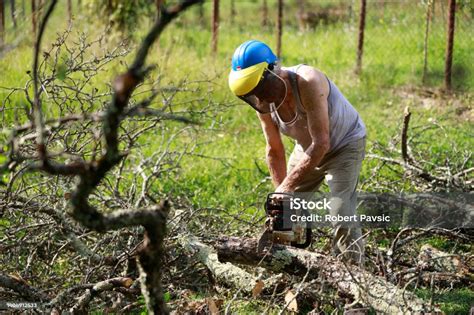 모터 전기 톱을 사용하여 시골 길에서 쓰러진 나무 장애물을 제거하는 노인 70 79세에 대한 스톡 사진 및 기타 이미지 70 79세 과실나무 남성 Istock