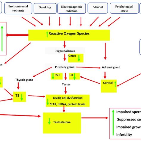 Impact Of Exogenous And Endogenous Sources Of Reactive Oxygen Species