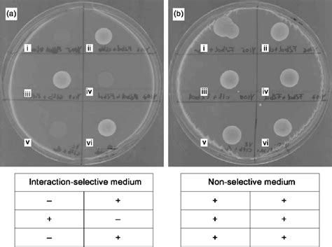 Direct Yeast Two Hybrid Assay Testing Several Bait And Prey