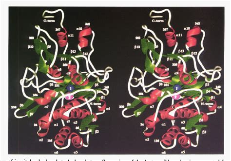 Figure 2 From Crystal Structure Of Inositol Polyphosphate 1 Phosphatase At 2 3 A Resolution