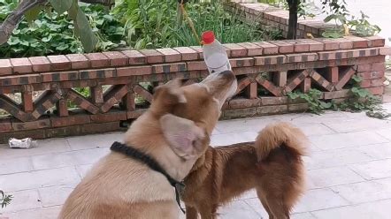 狗子的娱乐 哔哩哔哩 bilibili