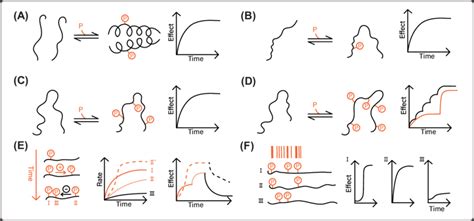 Effects Of Phosphorylation Of IDPs On Function Functional Effects Of