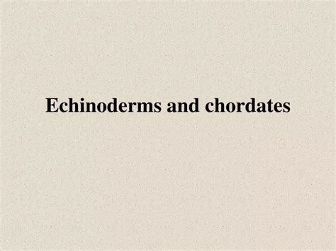 Ppt Echinoderms And Chordates Powerpoint Presentation Free Download