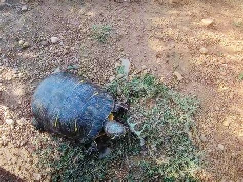 Qu Significa So Ar Con Tortugas Cronista Digital