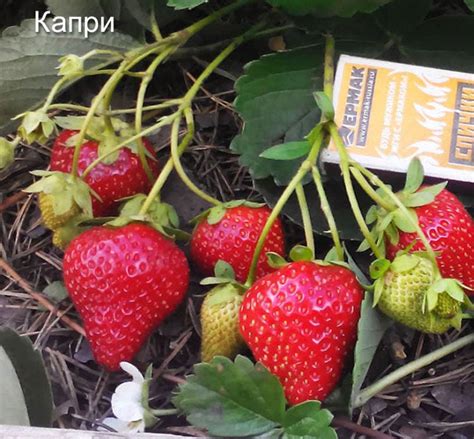 Клубника на подоконнике – выращивание круглый год