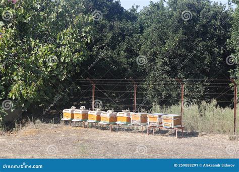 Hives In An Apiary With Bees Flying To The Landing Boards Royalty Free