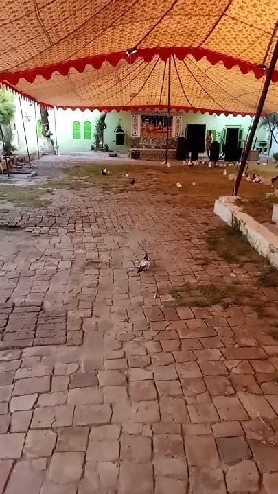 خوبصورت پرندے Youtube