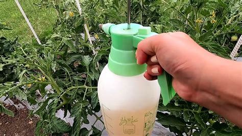 Пръскане на зеленчуците срещу листни въшки акари насекоми Пръскане на домати и краставици