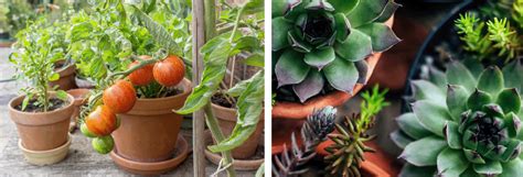 Plant Monitoring With An Arduino Diy Project Jameco