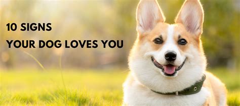 How Do You Know When A Dog Loves You