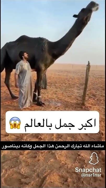 أكبر جمل في العالم ماشاءالله تبارك الله Youtube