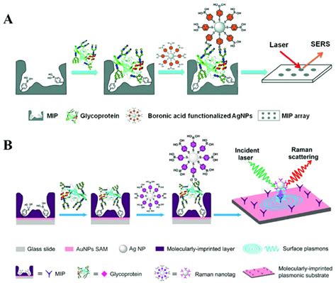 A Schematic Illustration Of The Boronate Affinity Sandwich Assay Of