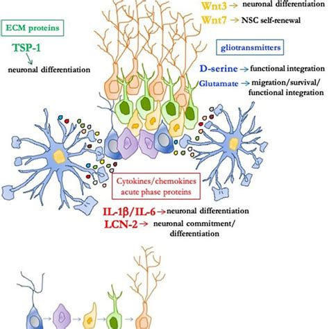Role Of Astrocyte Derived Molecules In The Adult Neurogenic Niche In Download Scientific