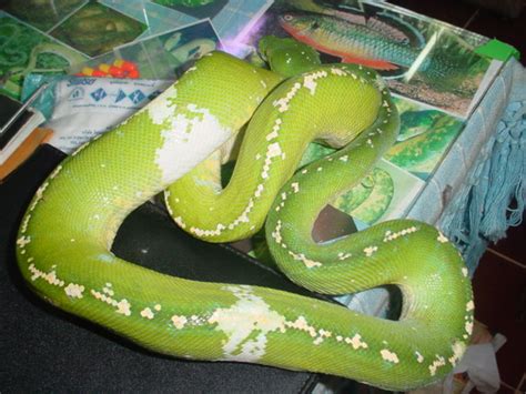 Pied Chondro Morelia Viridis