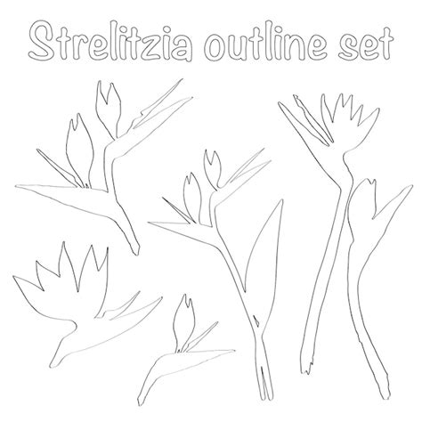 벡터 윤곽선은 다양한 종류의 Strelitzia 꽃을 설정합니다 Strelitzia 크레인 백합 극락조 개요 손으로 그린 섬유