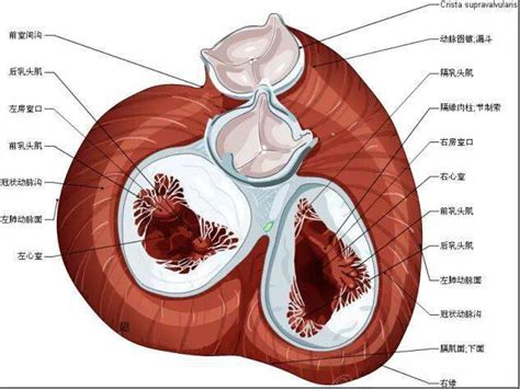 【珍藏】这组心脏解剖图，太赞了！ 图片