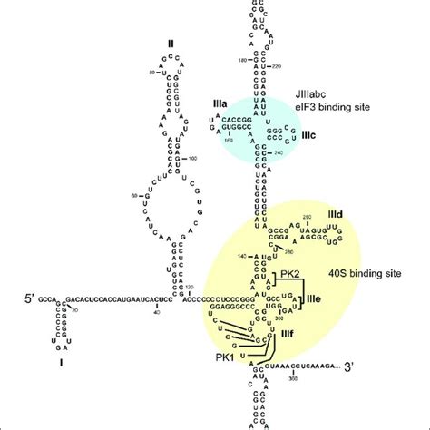 The Hcv Ires Region Secondary Structure Of The 5 Utr In The Hcv Download Scientific Diagram