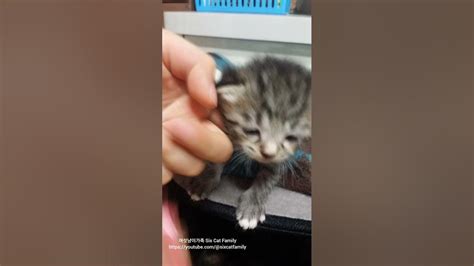 갓태어난 새끼고양이 코숏 고양이 호두 5남매 아깽이~~♡ 엄마 셋째 루루 Youtube